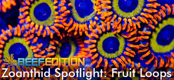 Zoanthid Spotlight: Fruit Loops - REEFEDITION Zoanthid Spotlight: Fruit Loops - REEFEDITION
